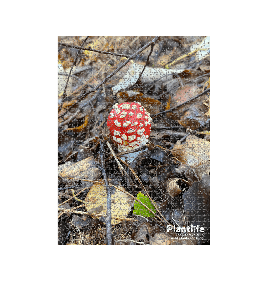 Fungi Collection – Plantlife Shop