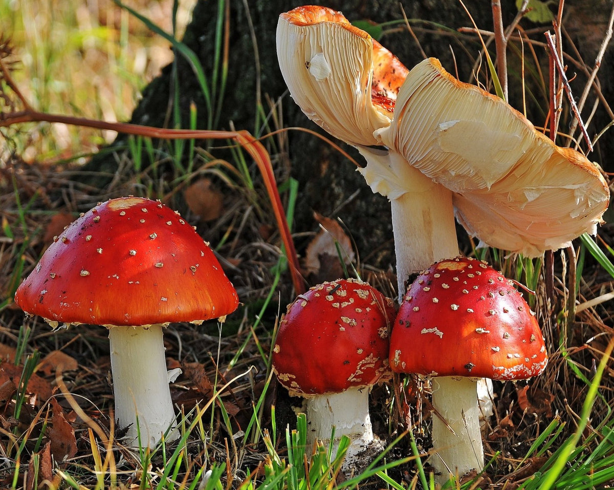 Donate to Plantlife – Plantlife Shop