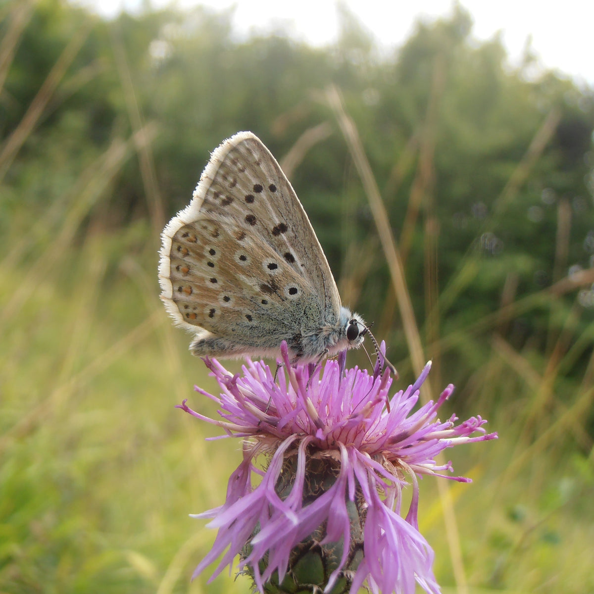 Adopt a Reserve: Ranscombe Farm in Kent – Plantlife Shop